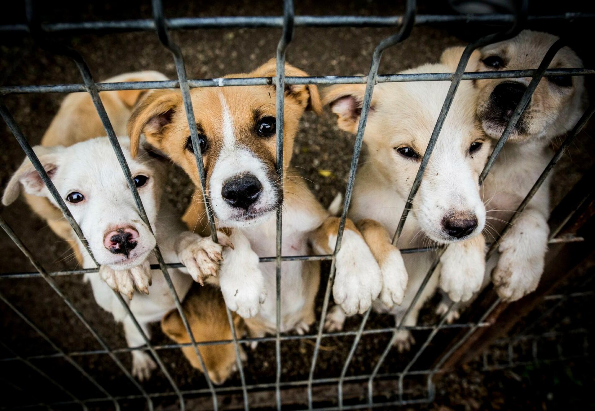 What Happens To Dogs In Animal Shelters The Pet Adoption Journey